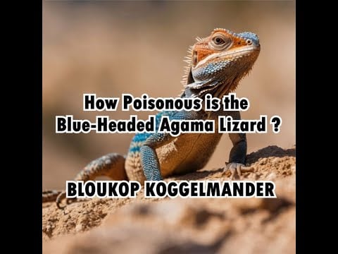 Are Agama Lizards Poisonous? - Reptile Direct
