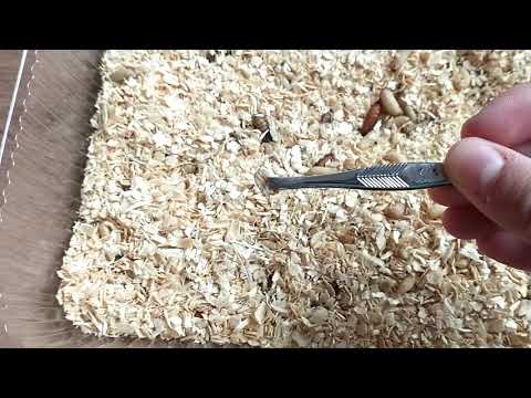 Waxworm Care Sheet: Top Tips for Keeping Your Worms Healthy - Reptile Direct