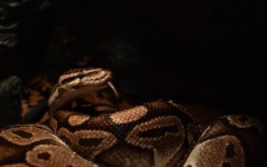 Ball Python Care: Enclosure, Size, Lifespan, Diet & More