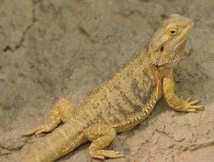 Bearded Dragon Tail Rot: Causes, Symptoms & Treatment