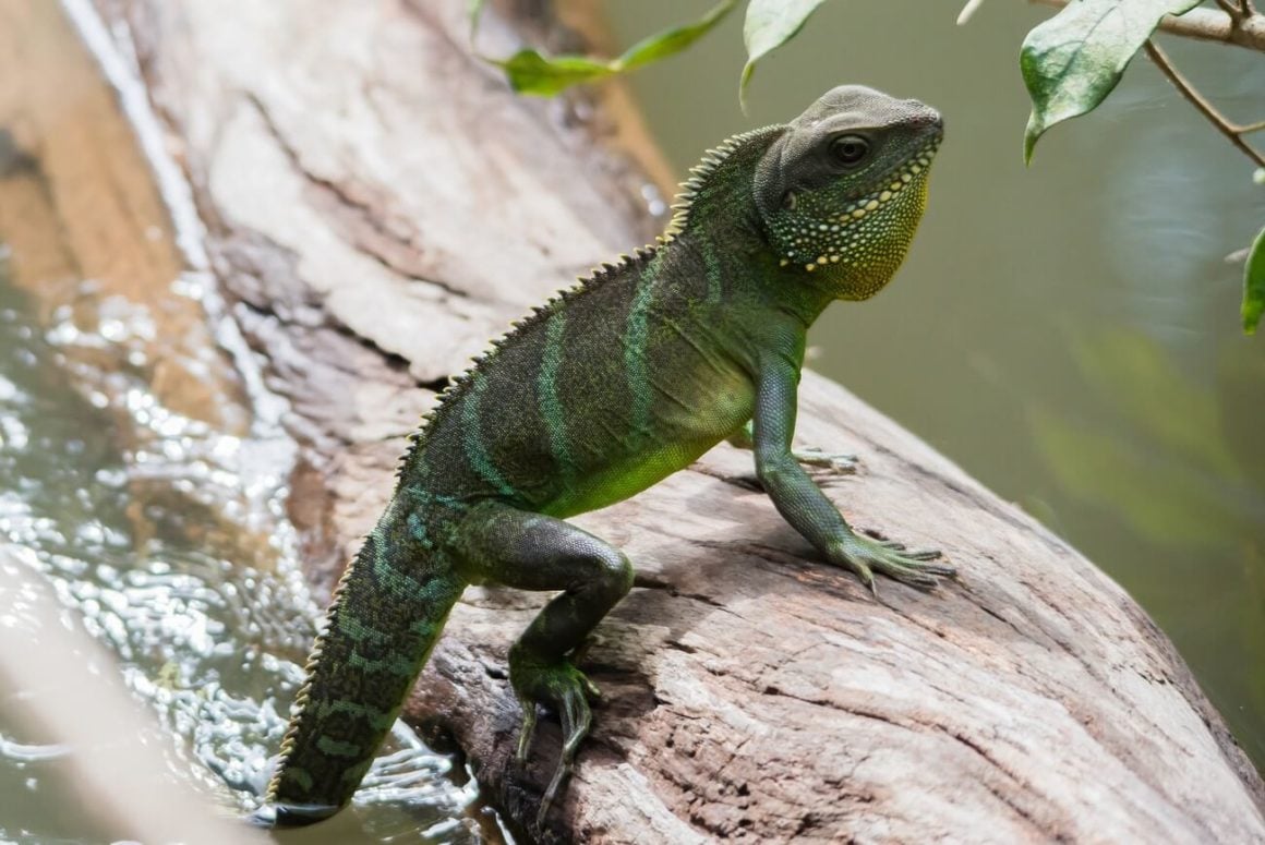 Chinese Water Dragon Care: Diet, Enclosure, Habitat...