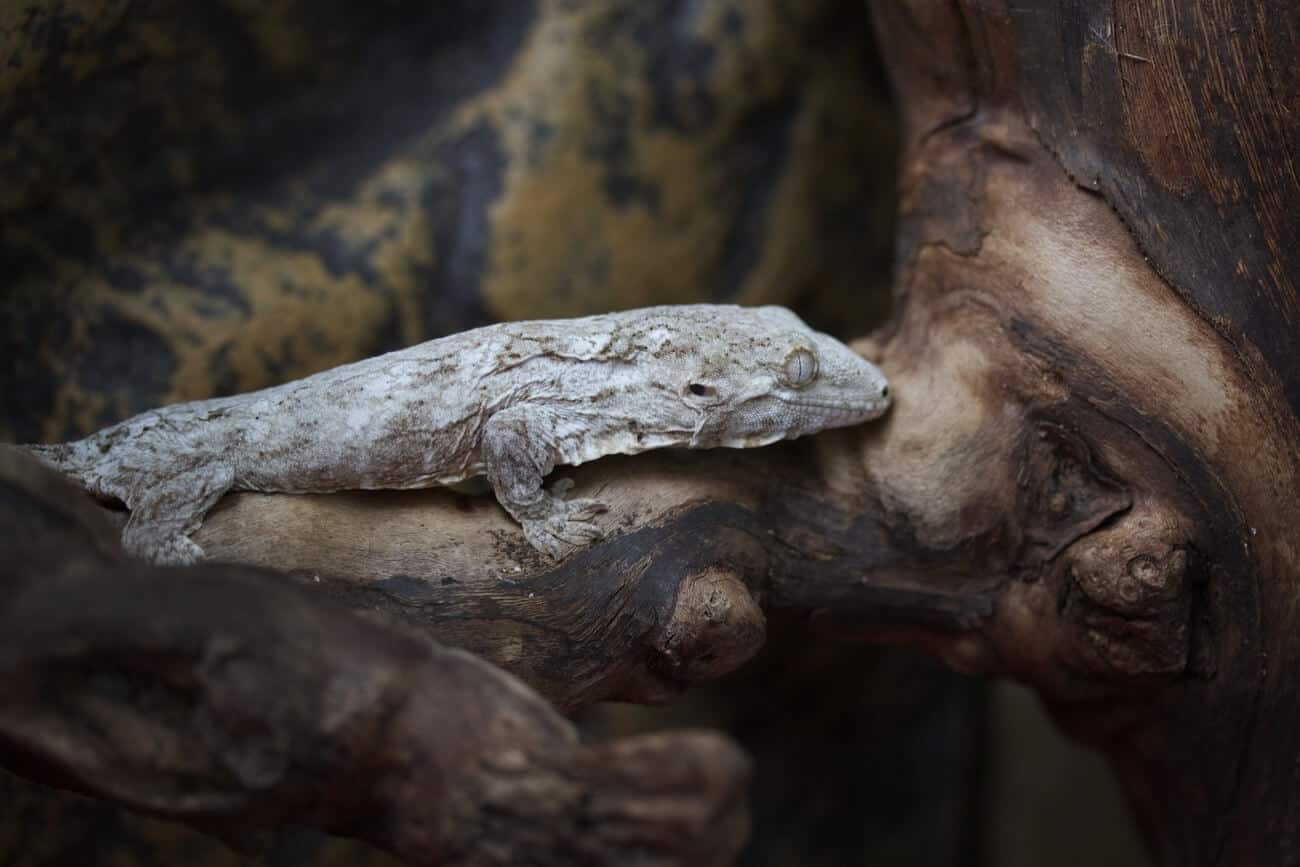 Leachianus Gecko 101: Care, Setup, Lifespan, Size & More