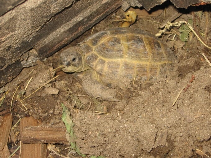 Russian Tortoise Care: Diet, Size, Lifespan, Habitat...
