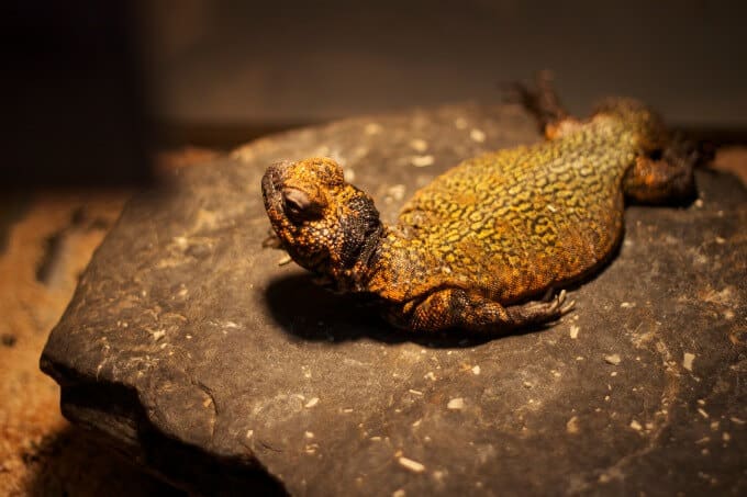 Uromastyx 101: Care, Diet, Enclosure, Lifespan, Size...