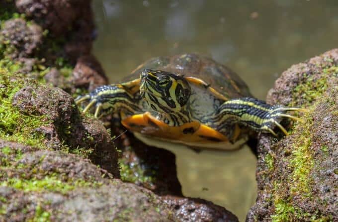 Yellow-Bellied Slider 101: Care, Diet, Tank Setup & More