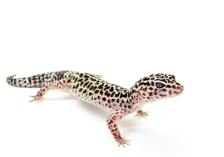 Leopard Gecko Care: Diet, Tank Setup, Lifespan, Size...