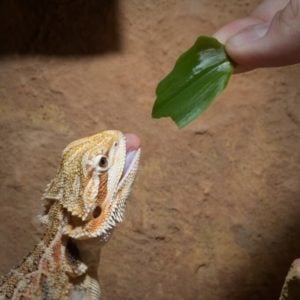 What Do Bearded Dragons Eat? Complete Diet Guide 2026