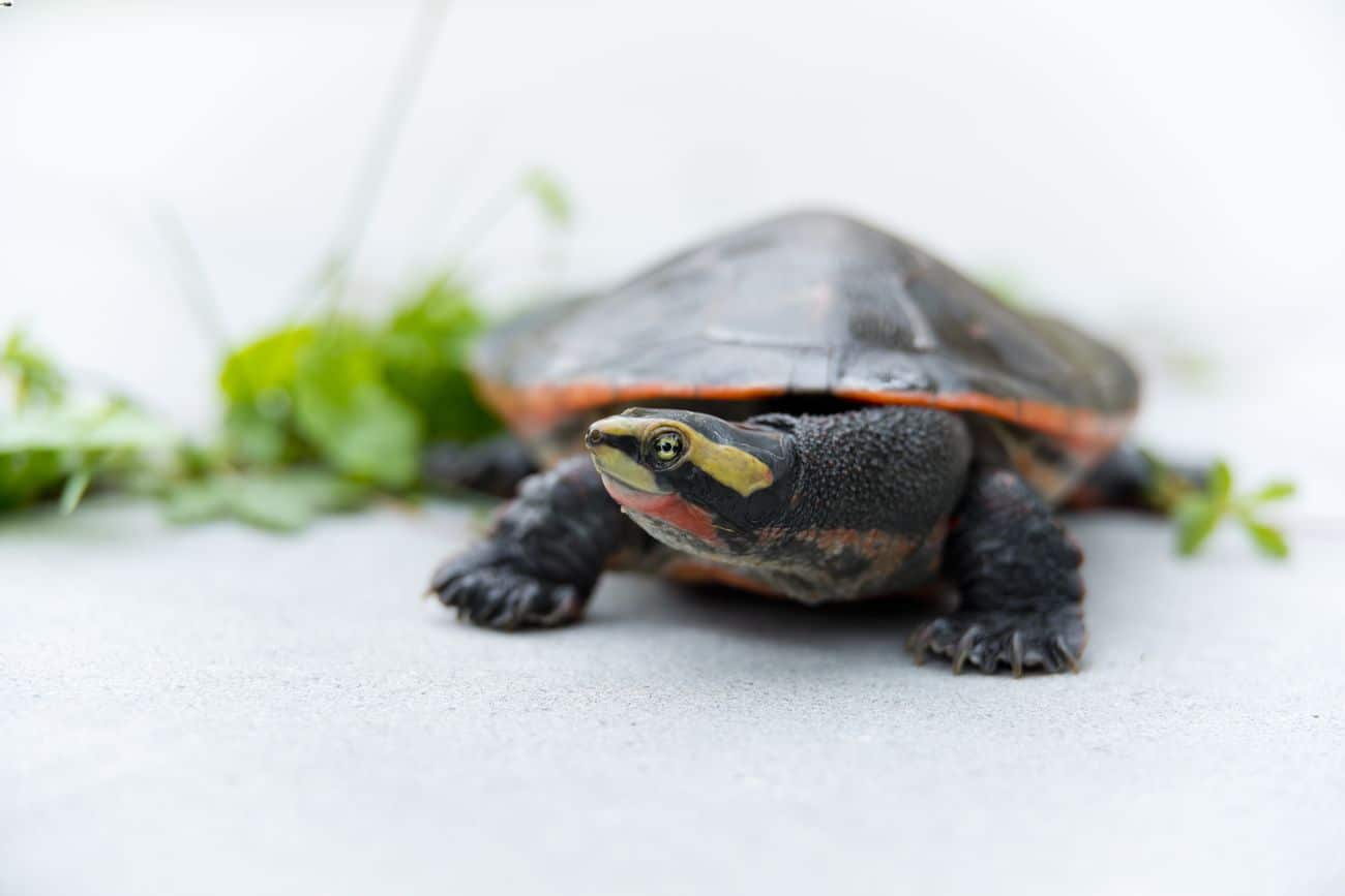 Pink-Bellied Side-Neck Turtle Care: The Essential Guide