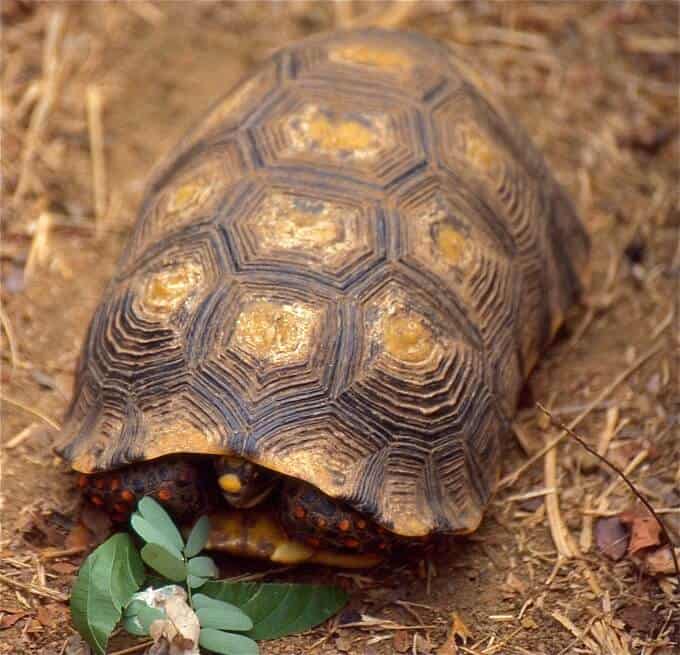 Red-Footed Tortoise Care: Habitat, Diet, Lifespan, Size...