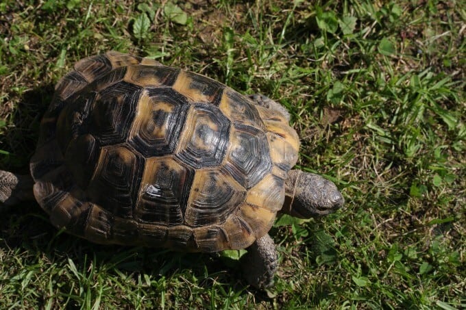 Greek Tortoise Care: Size, Habitat, Lifespan, Food List...