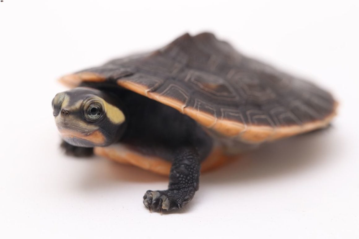 Pink-Bellied Side-Neck Turtle Care: The Essential Guide