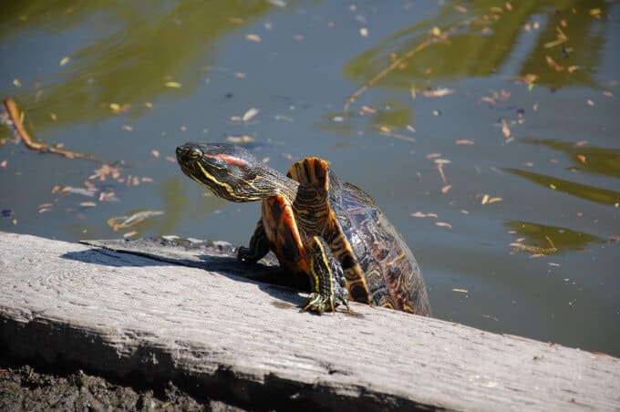 Red-Eared Slider Care: Habitat, Diet, Lifespan, Tank...