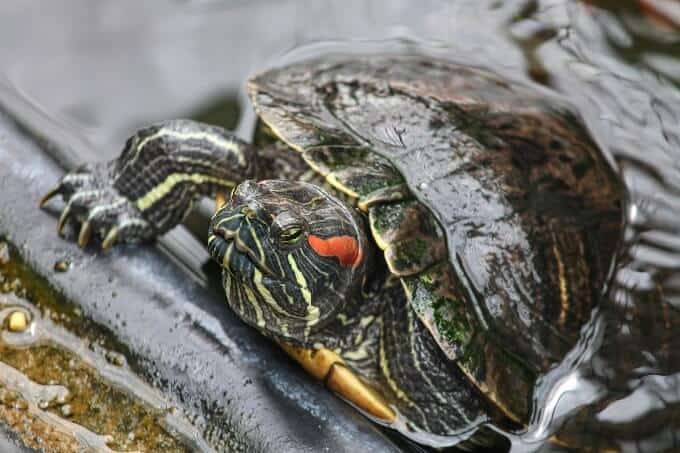Red-Eared Slider Care: Habitat, Diet, Lifespan, Tank...