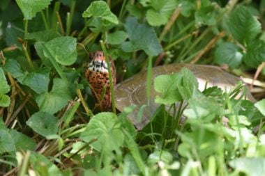 Three-Toed Box Turtle Care: The Complete Guide