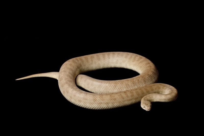 Children's Python 101: Care, Size, Enclosure Setup...