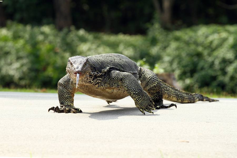Asian Water Monitor 101: Care, Size, Lifespan & More!