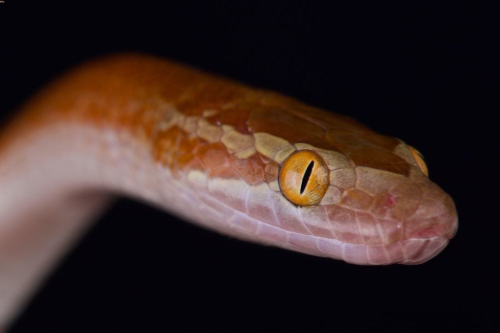 African House Snake Care: Everything You Need To Know
