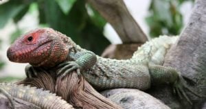 Caiman Lizard Care: Enclosure, Size, Setup, Diet & More