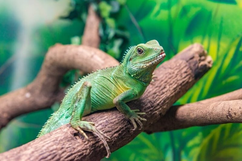 25 Best Pet Lizards You Need To See (Beginner-Friendly)