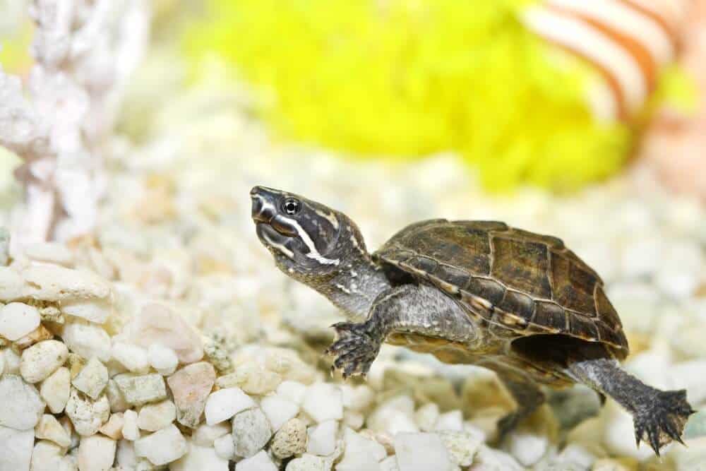 16 Best Types Of Pet Turtles: The Only List You Need