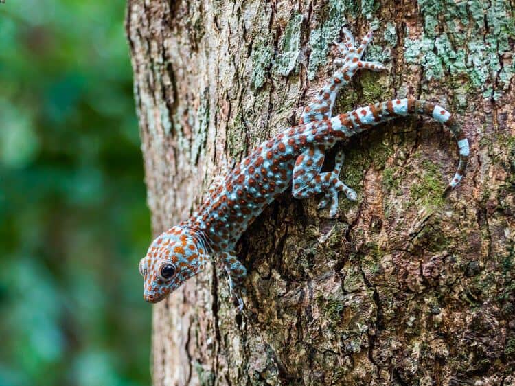 Tokay Gecko Care Size Habitat Lifespan Diet