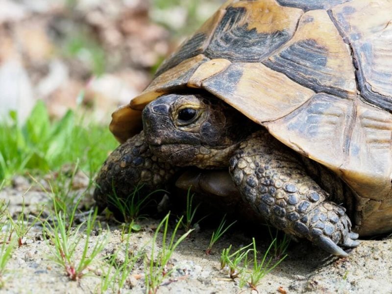 13 Best Pet Tortoise Breeds & Species (For Beginners)