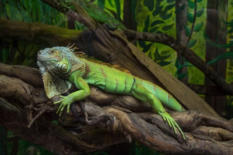 25 Best Pet Lizards You Need To See (Beginner-Friendly)