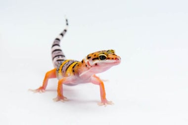 25 Best Pet Lizards You Need To See (Beginner-Friendly)