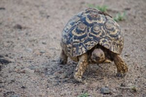 Leopard Tortoise Care: Diet, Lifespan, Size, Enclosure