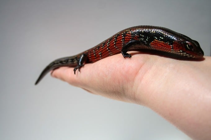 African Fire Skink Care: Habitat Setup, Diet, Lifespan...