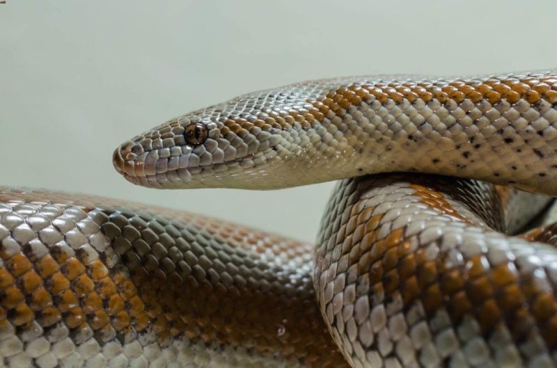 Rosy Boa 101: Care, Habitat Setup, Size, Lifespan...