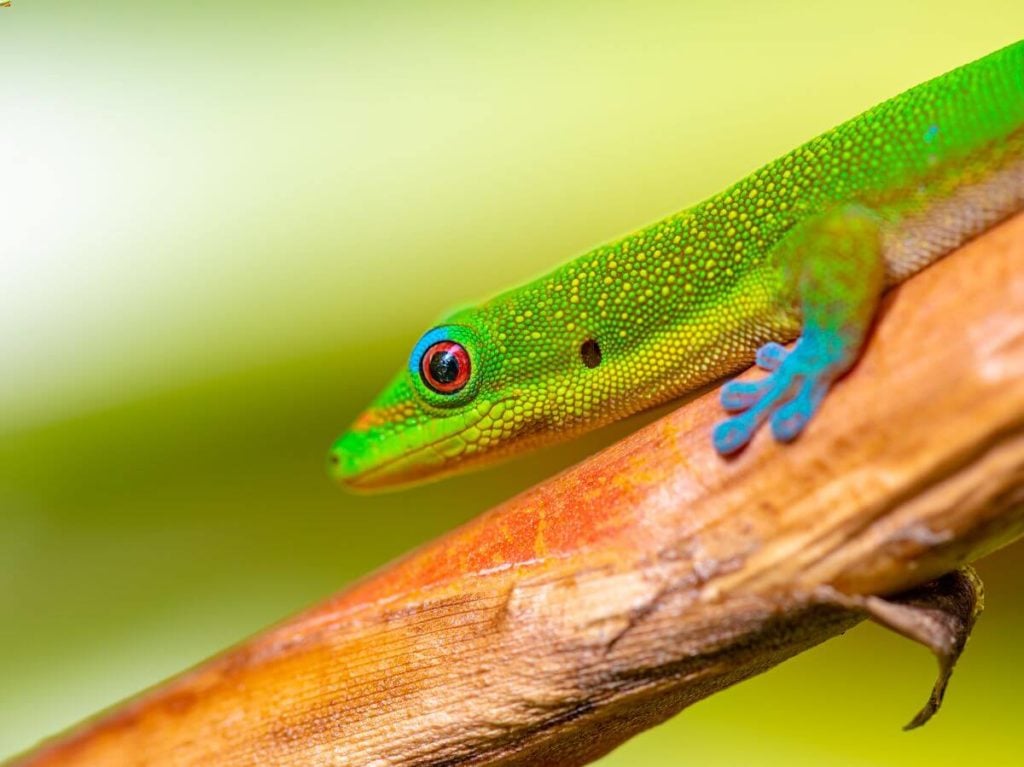 Gold Dust Day Gecko Care: Diet, Habitat Setup, Size...