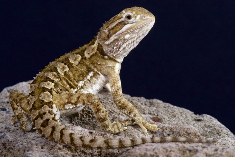 25 Best Pet Lizards You Need To See (Beginner-Friendly)