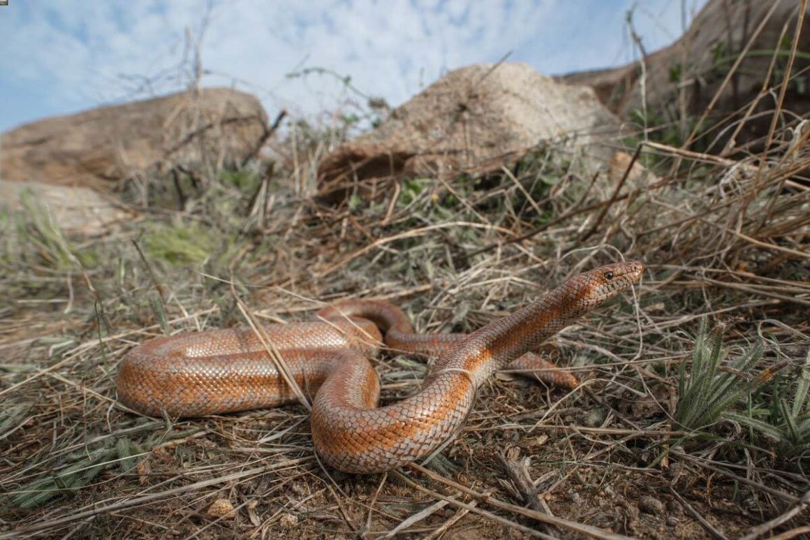Rosy Boa 101: Care, Habitat Setup, Size, Lifespan...