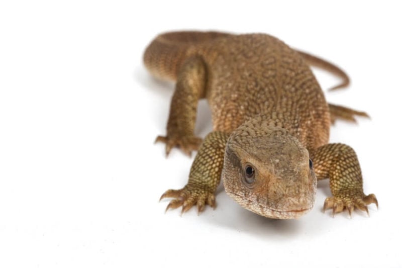 25 Best Pet Lizards You Need To See (Beginner-Friendly)