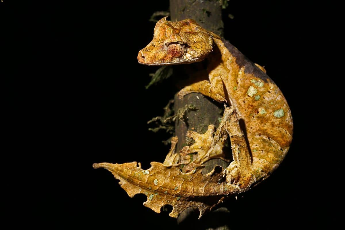 Satanic Leaf-Tailed Gecko 101: Care Tips & Other Facts!