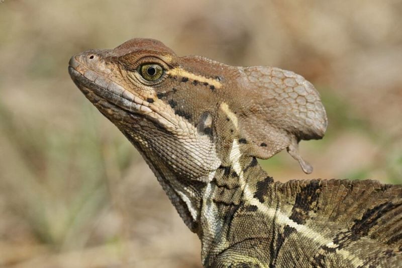 Brown Basilisk 101: The Complete Care Guide