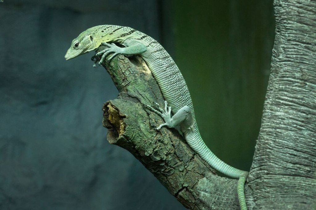 Green Tree Monitor 101 (aka Emerald): The Full Guide