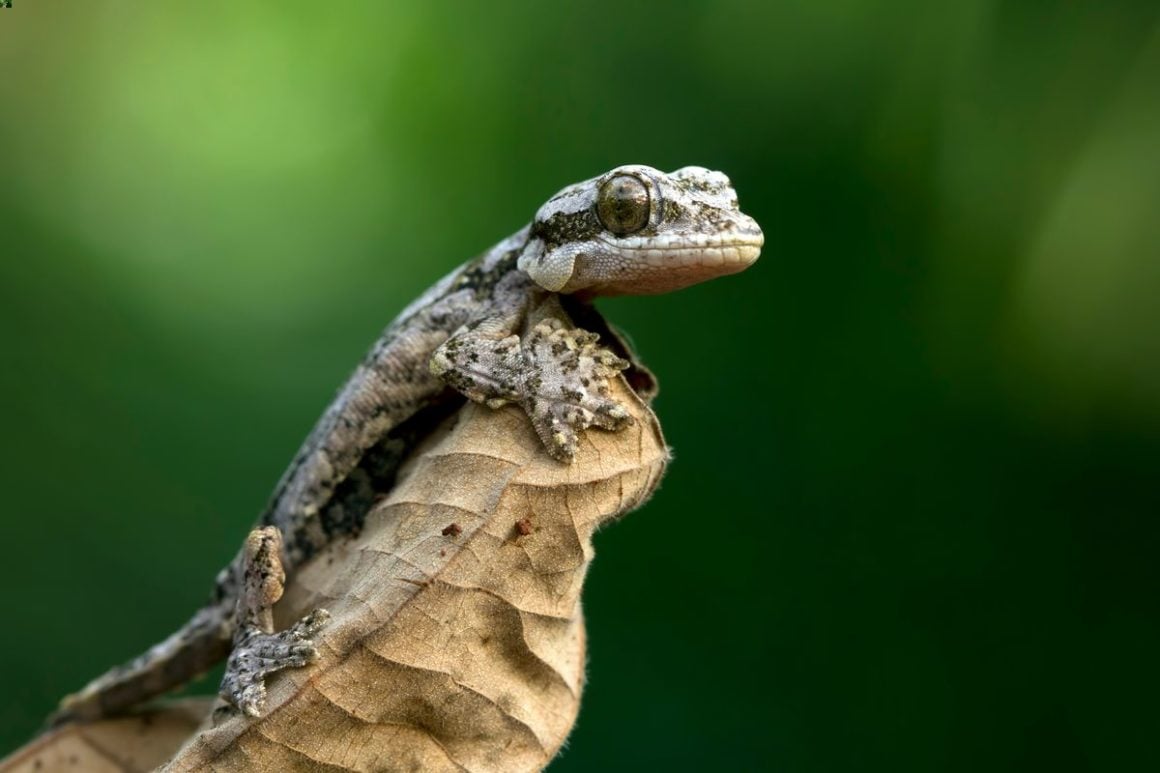 Flying Gecko Care: Diet, Habitat Setup, Size & More!