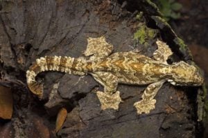 Flying Gecko Care: Diet, Habitat Setup, Size & More!