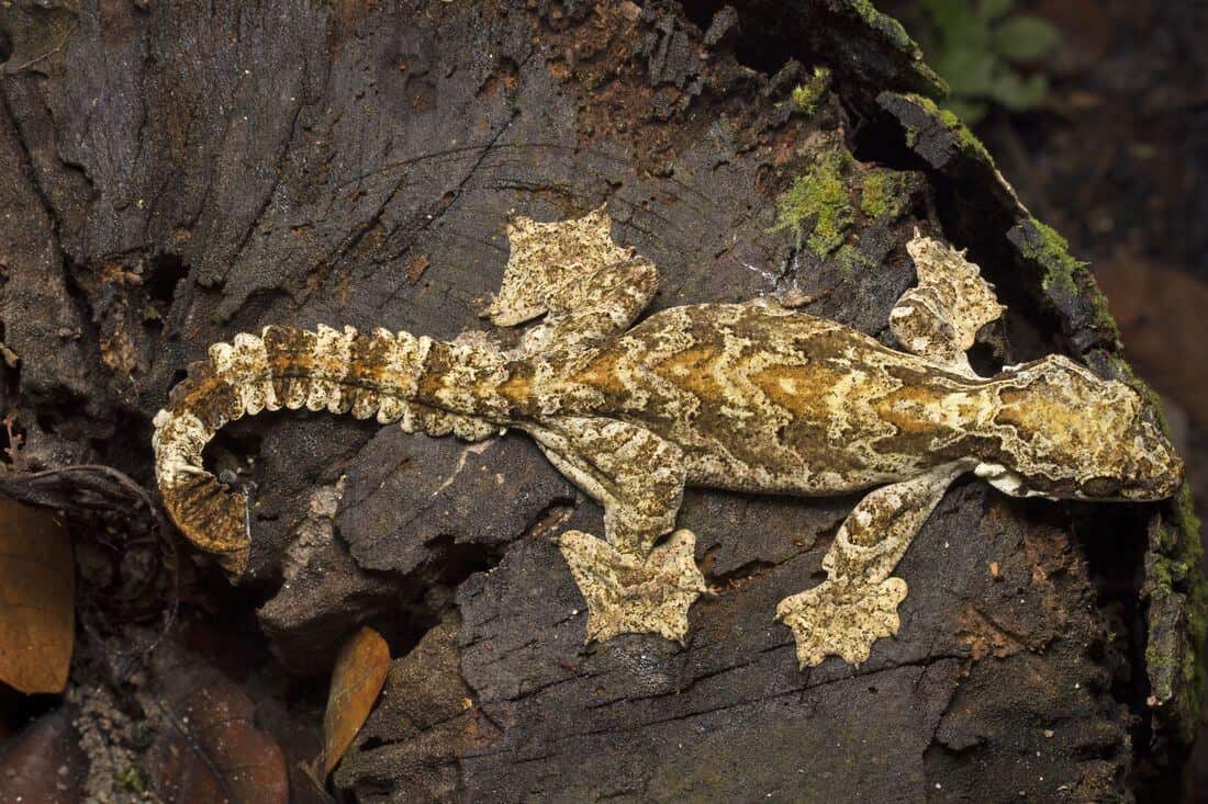 Flying Gecko Care: Diet, Habitat Setup, Size & More!