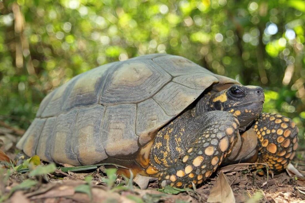 Yellow-Footed Tortoise Care: The Ultimate Guide