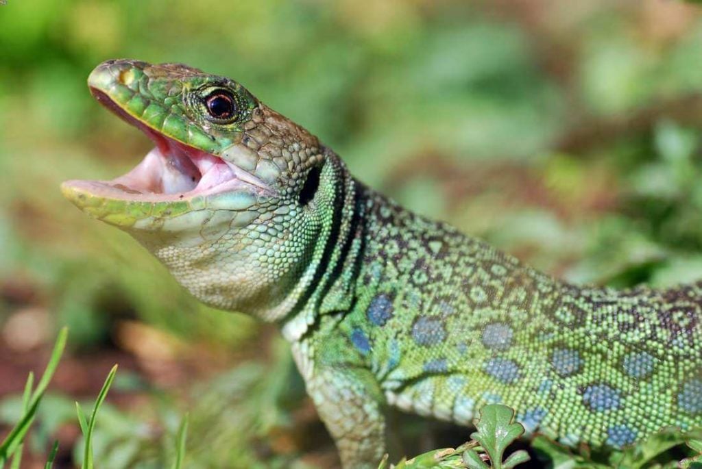 Jeweled Lacerta Care: Everything You Need To Know