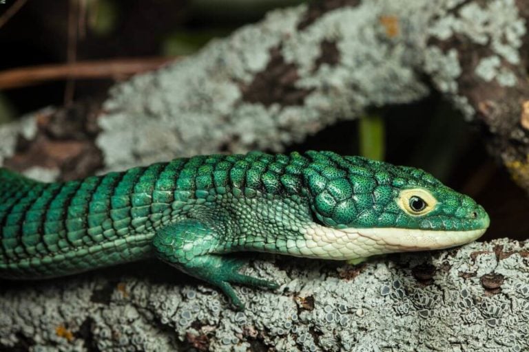 Mexican Alligator Lizard Care (Abronia Graminea)