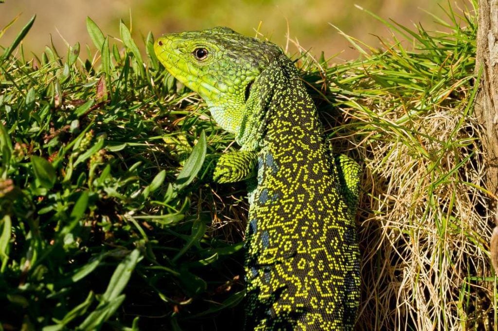 Jeweled Lacerta Care: Everything You Need To Know