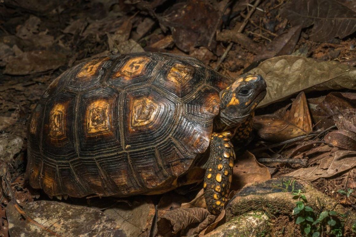 Yellow-Footed Tortoise Care: The Ultimate Guide