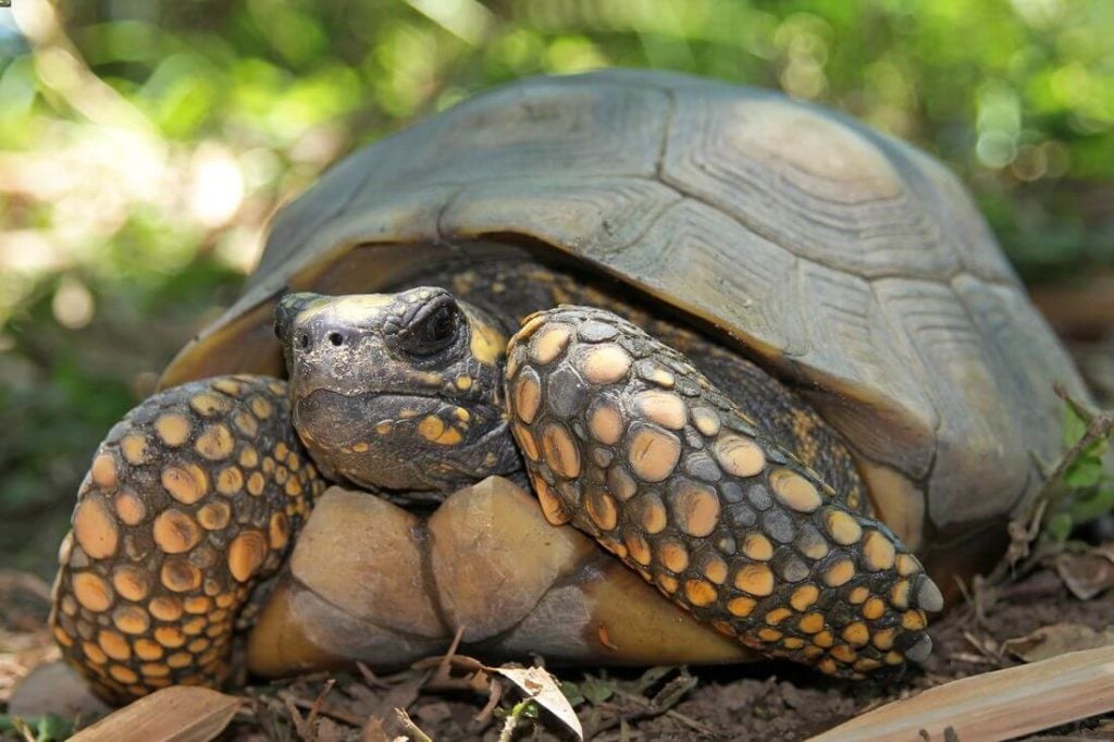 Yellow-Footed Tortoise Care: The Ultimate Guide