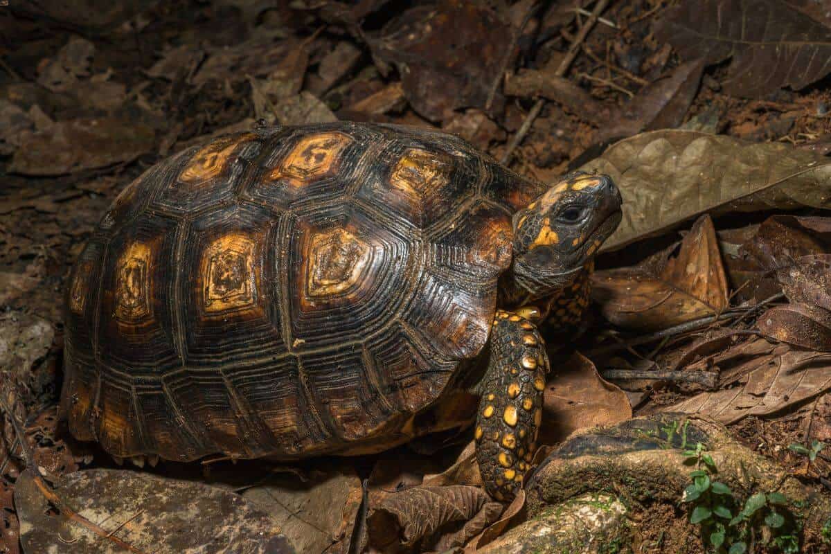 Yellow-Footed Tortoise Care: The Ultimate Guide