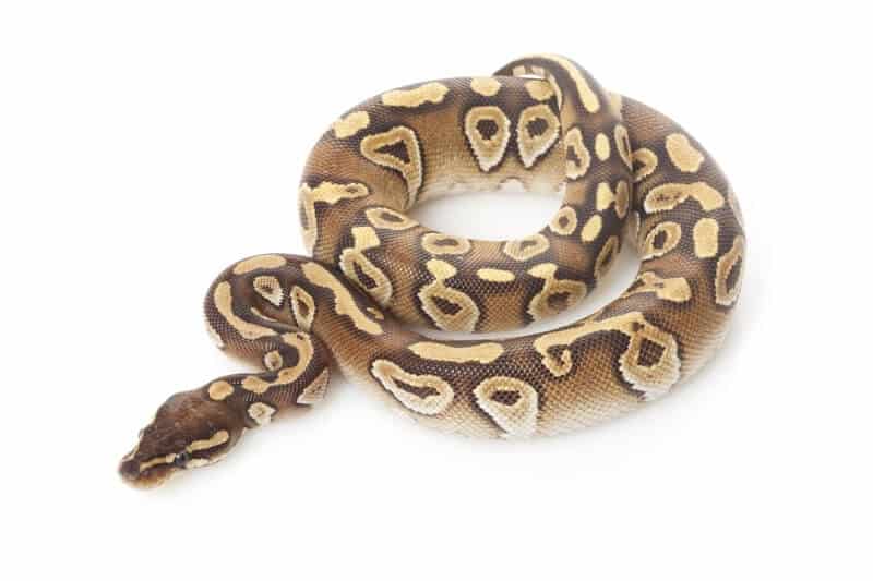 63 Stunning Ball Python Morphs (Our Favorite Types)