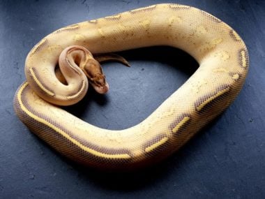 63 Stunning Ball Python Morphs (Our Favorite Types)